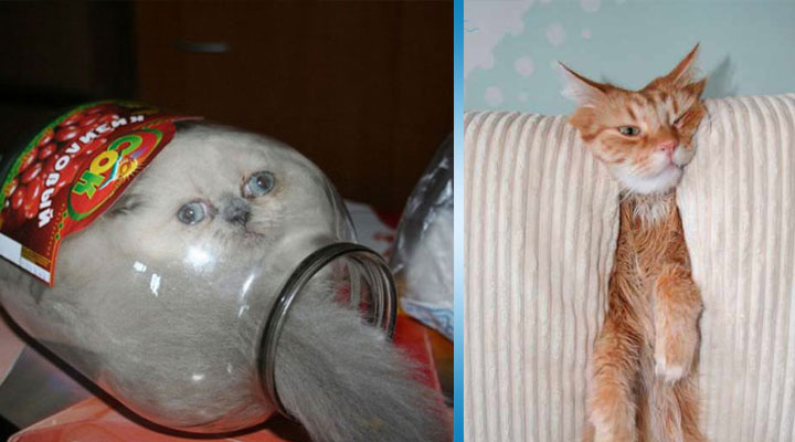 30 Funny cats that will make your day. It's time for super laugh!